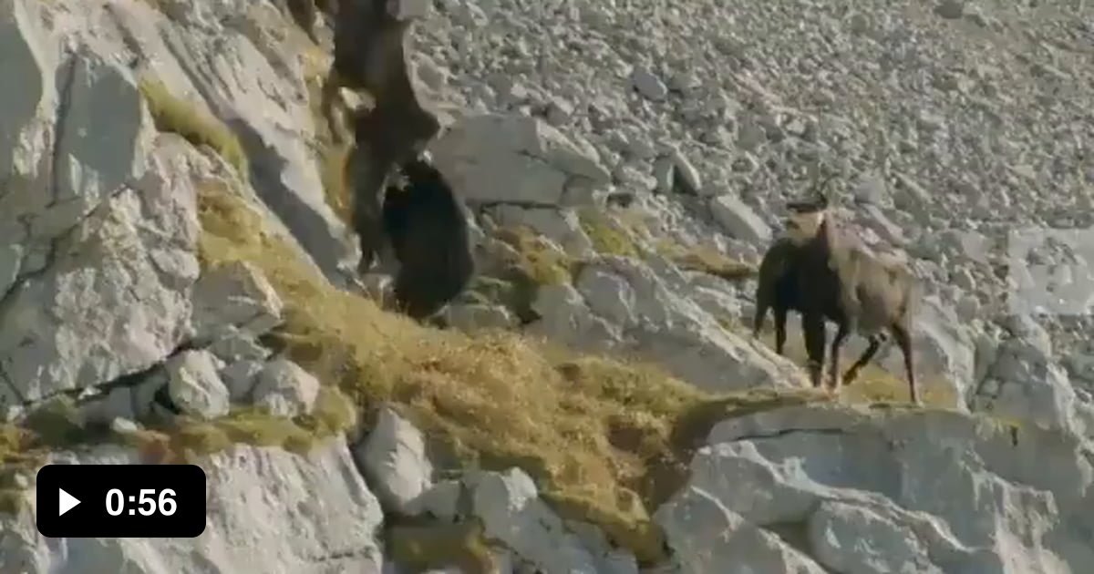 The mountain goat, attacked by an eagle, resorts to a very dangerous ...