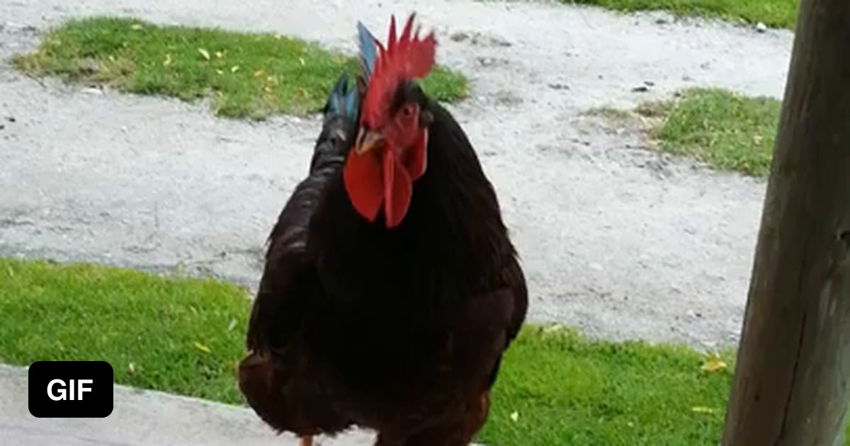 Rooster giving his treats to the Hen - 9GAG