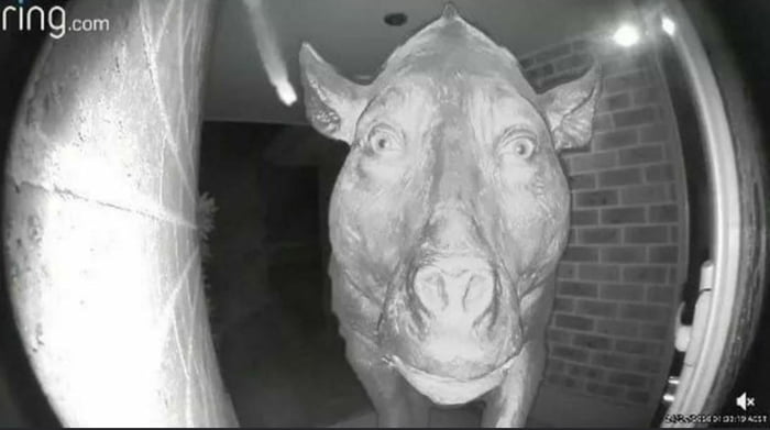 Cow captured by door cam - 9GAG