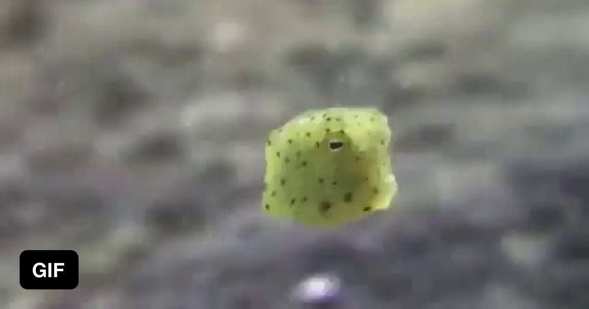 A cube-shaped Yellow Boxfish, so toxic that a stonefish spits them out ...
