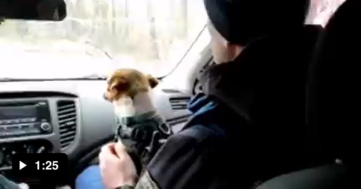 Patron, the EOD dog who helps pyrotechnicians find mines and explosives ...