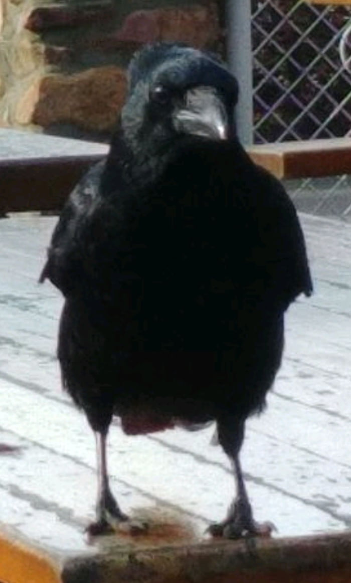 Crow of judgement - 9GAG