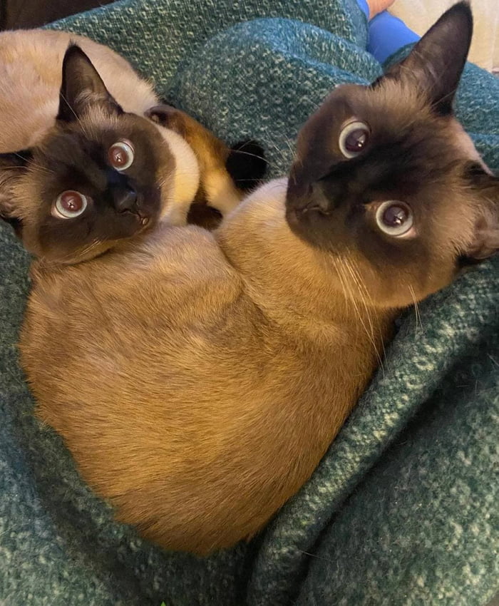 Two-Headed Kitten - 9GAG