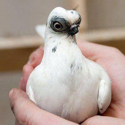 The Budapest Short-Faced Tumbler Pigeon. - 9GAG