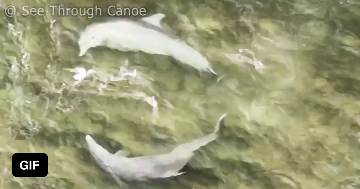 Dolphins smack fish with their tails to stun them, making the fish ...