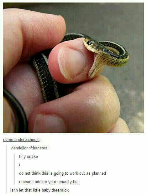 Lil snek - 9GAG