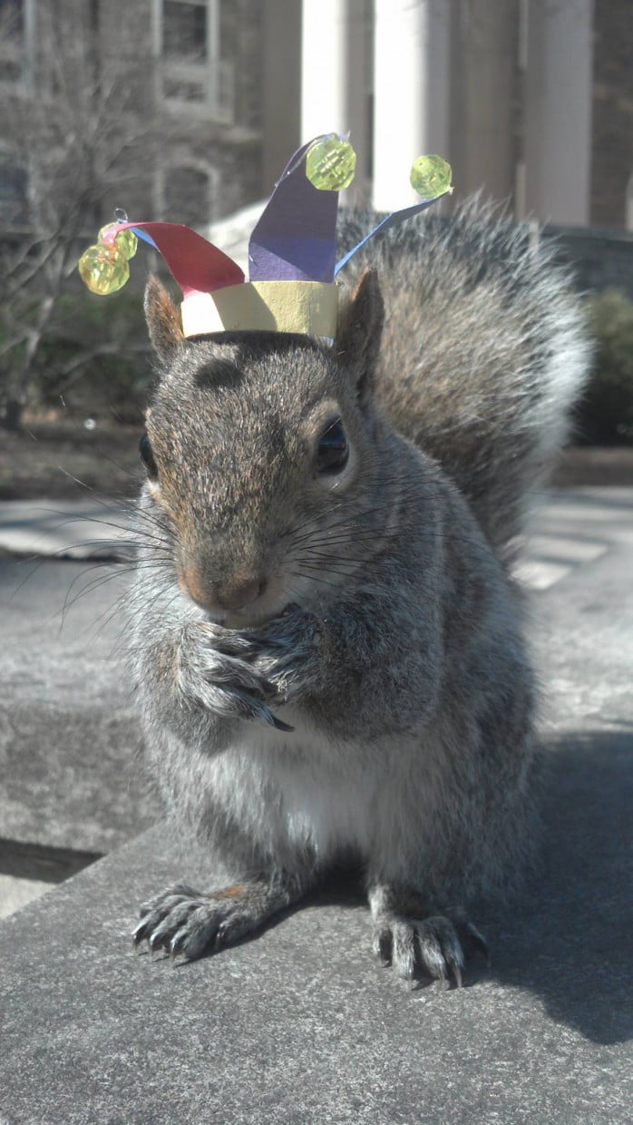 This is the only picture of a real squirrel wearing a jester's hat on ...