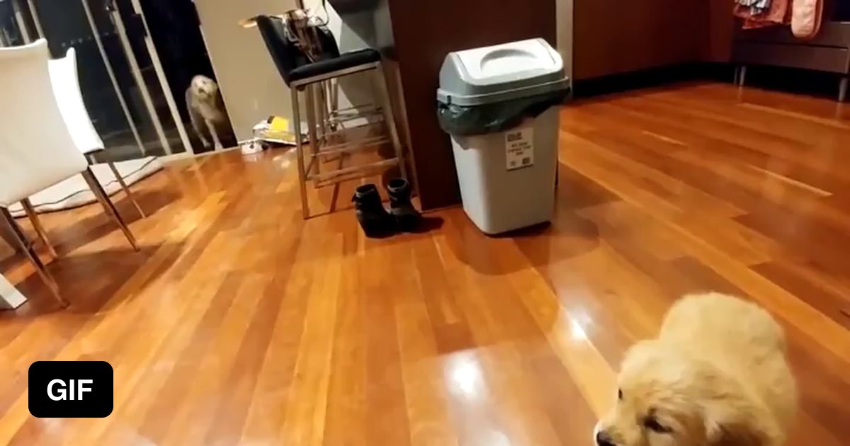 "You brought a pupper for me, hooman.... Oh ! dear" - 9GAG