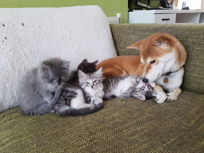 My doge and her little friends - 9GAG