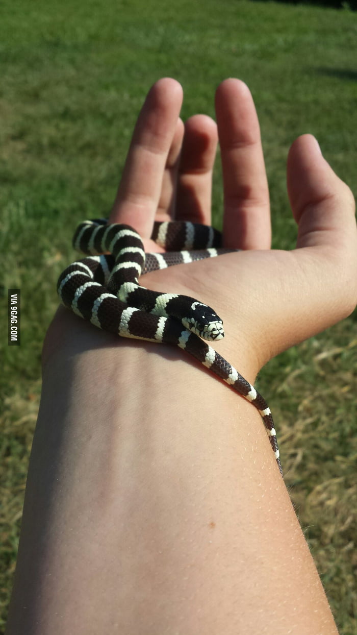 Beautiful western king snake - 9GAG