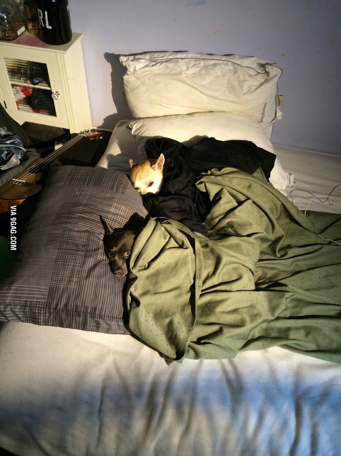 Came into my room with my dogs already in bed - 9GAG