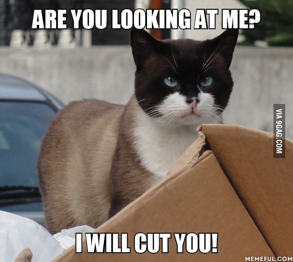 Baddass cat - 9GAG