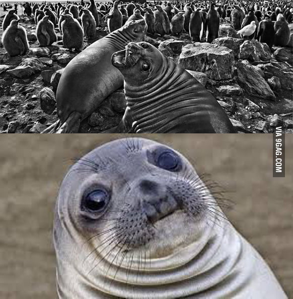 Awkward Moment Seal Face