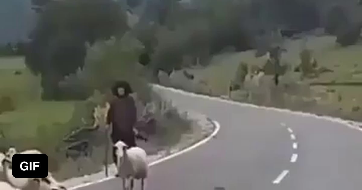Sheep attack - 9GAG