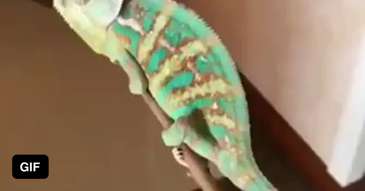 This is the best fly swatter - 9GAG