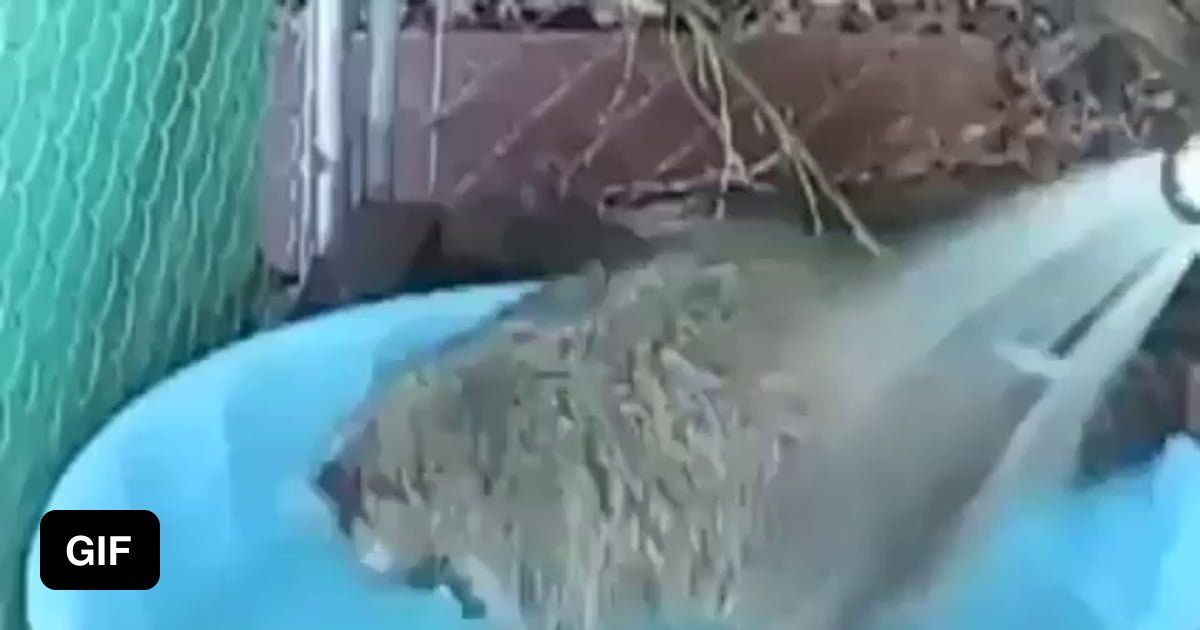 This trash panda loves bathtime! - 9GAG