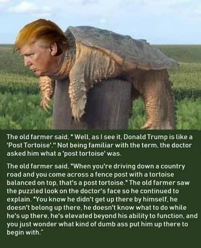 Post tortoise - 9GAG