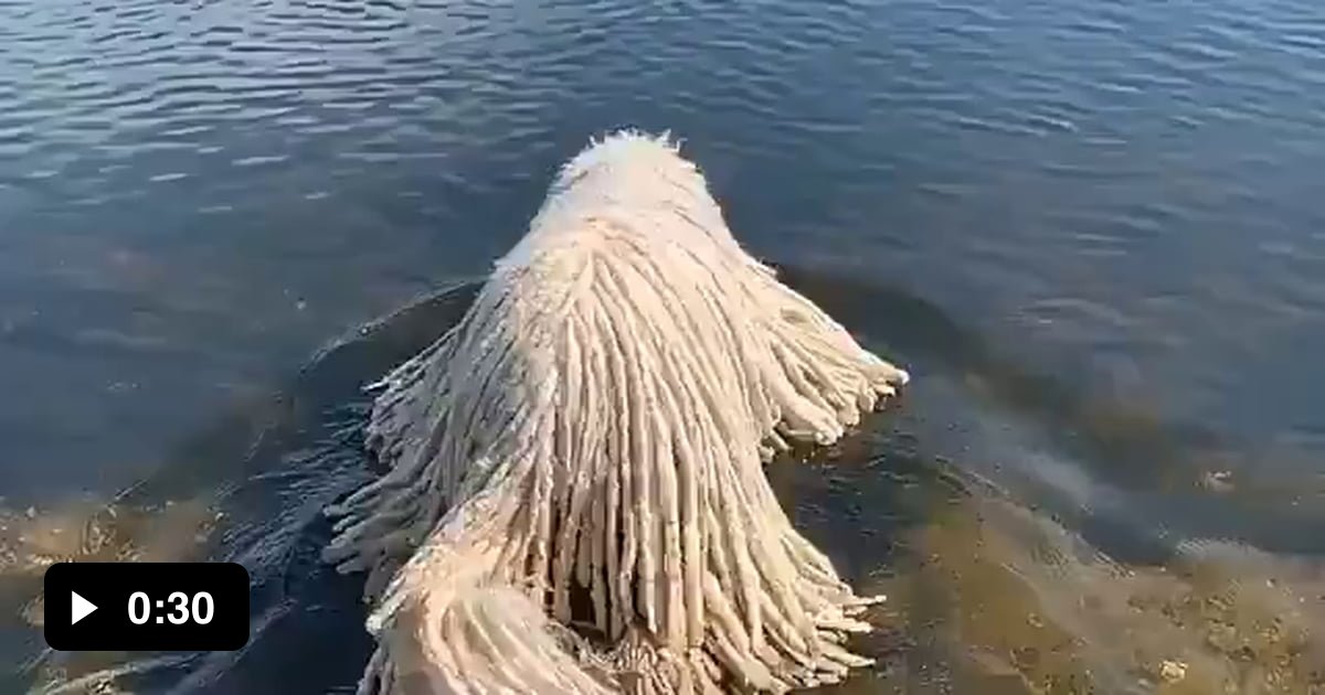 The first mop sighted in the wild - 9GAG