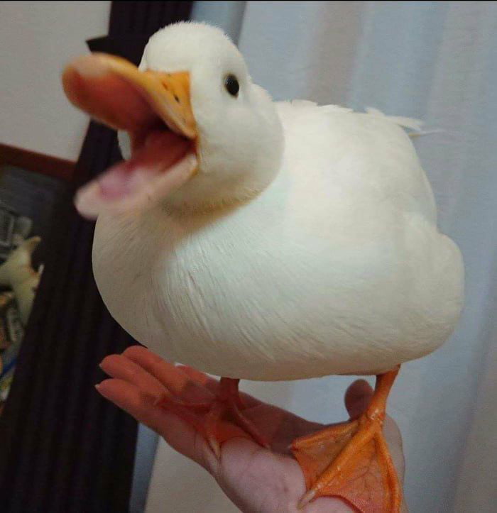 Duck scream - 9GAG