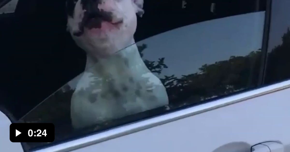 Dog signing beautifully - 9GAG