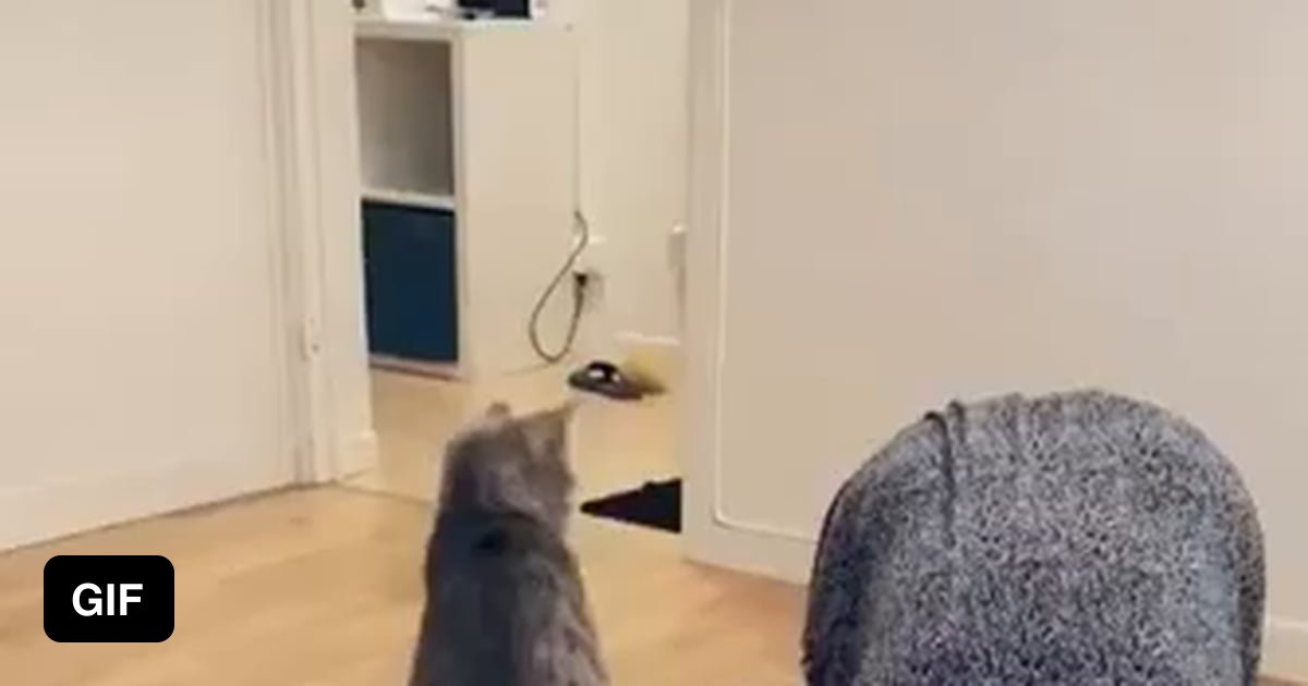 An infidel cat - 9GAG