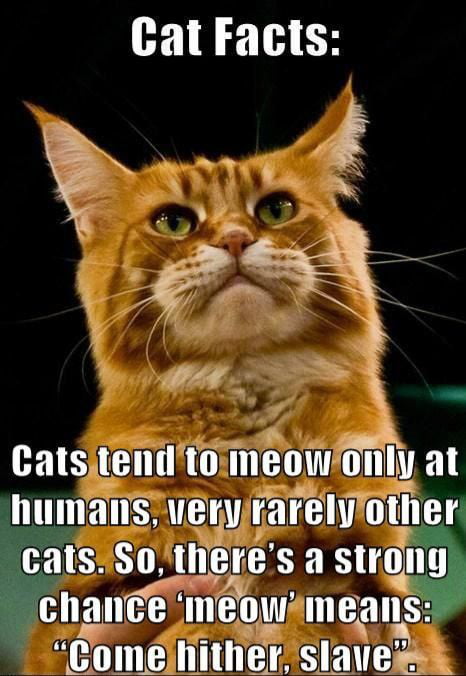 Yes my master. - 9GAG