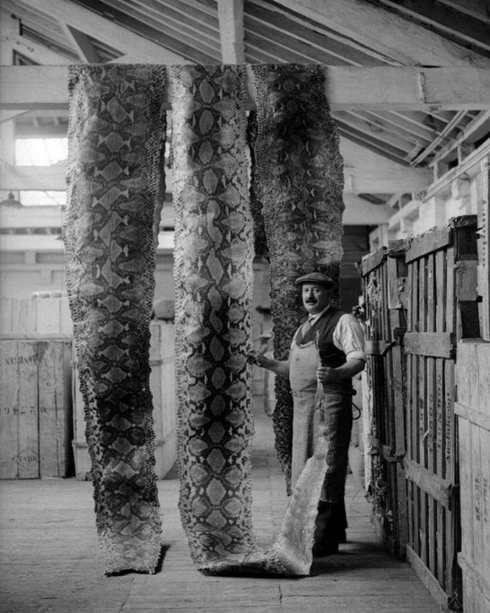 Drying of snake skins in the warehouse of the Port of London, September ...