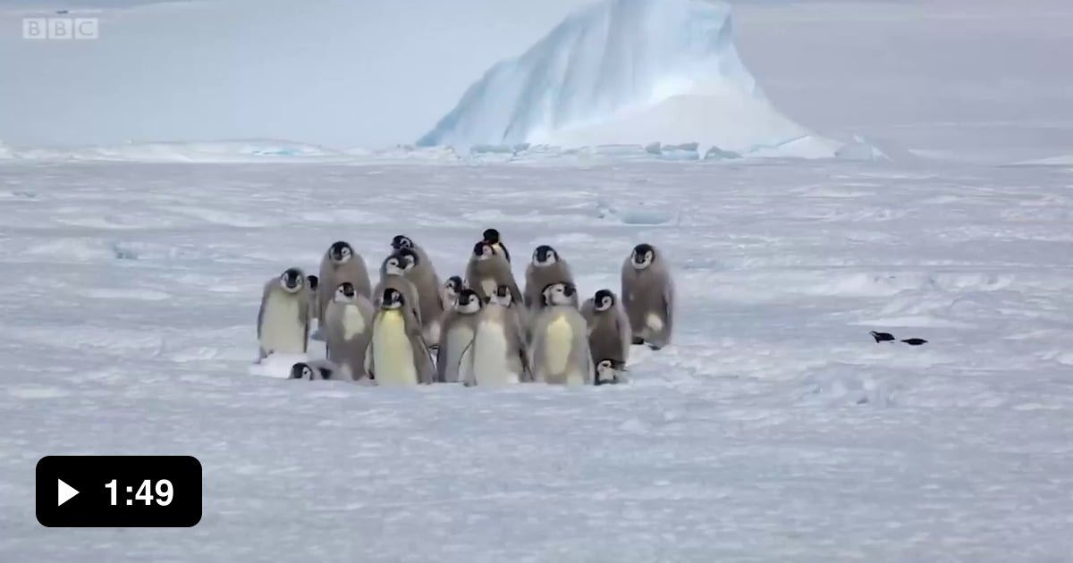 Emperor penguin chicks are saved from a predator attack by a ...