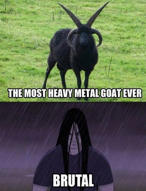 Best goat ever - 9GAG