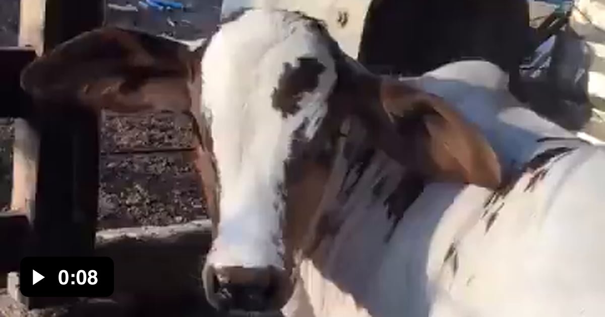 Domingo é Bolsonaro 17!! - 9GAG