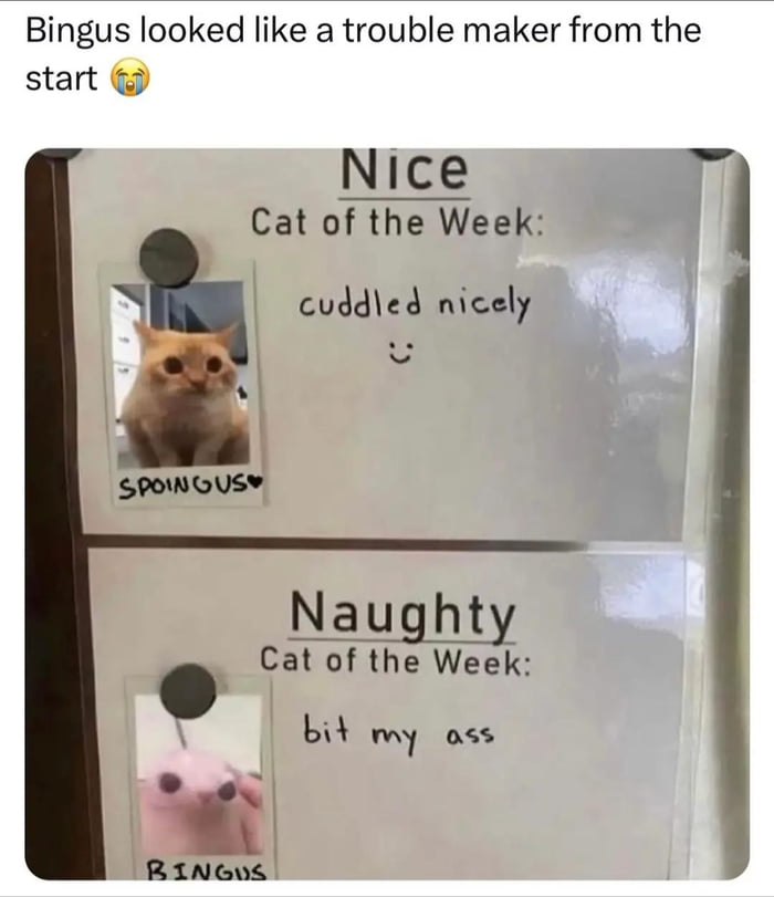 Cat of the Week - 9GAG