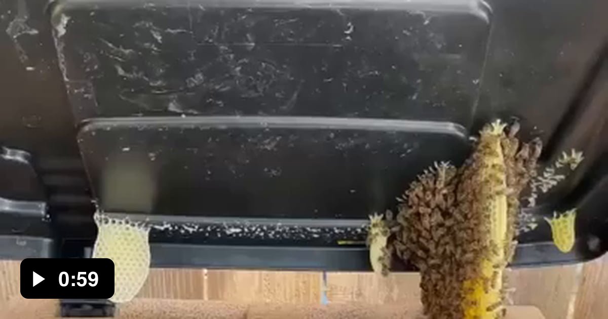 Bee Lady, The true Queen. Is immune to all bee based attacks and she commands Bees to swarm her ...