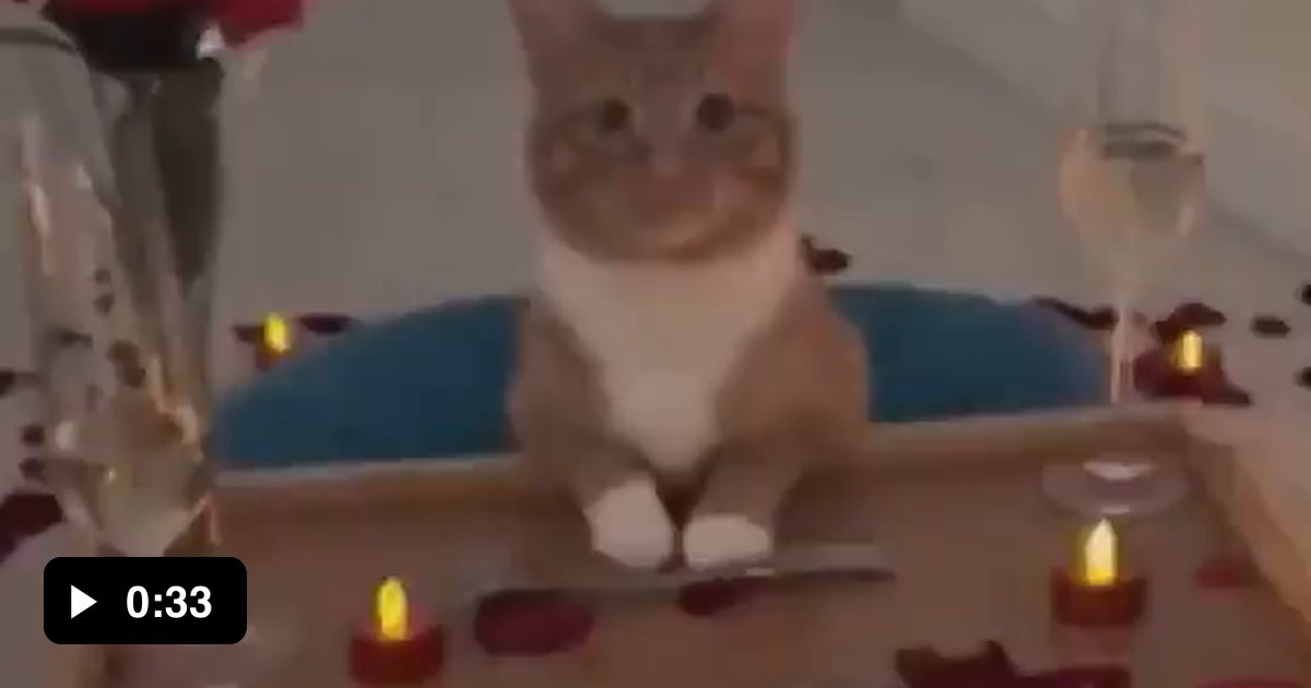 Trolling the cat - 9GAG