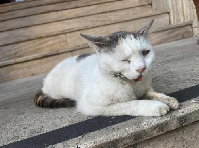 Nothing wrong with him. Just a regular turkish cat. Such as a Turkish ...