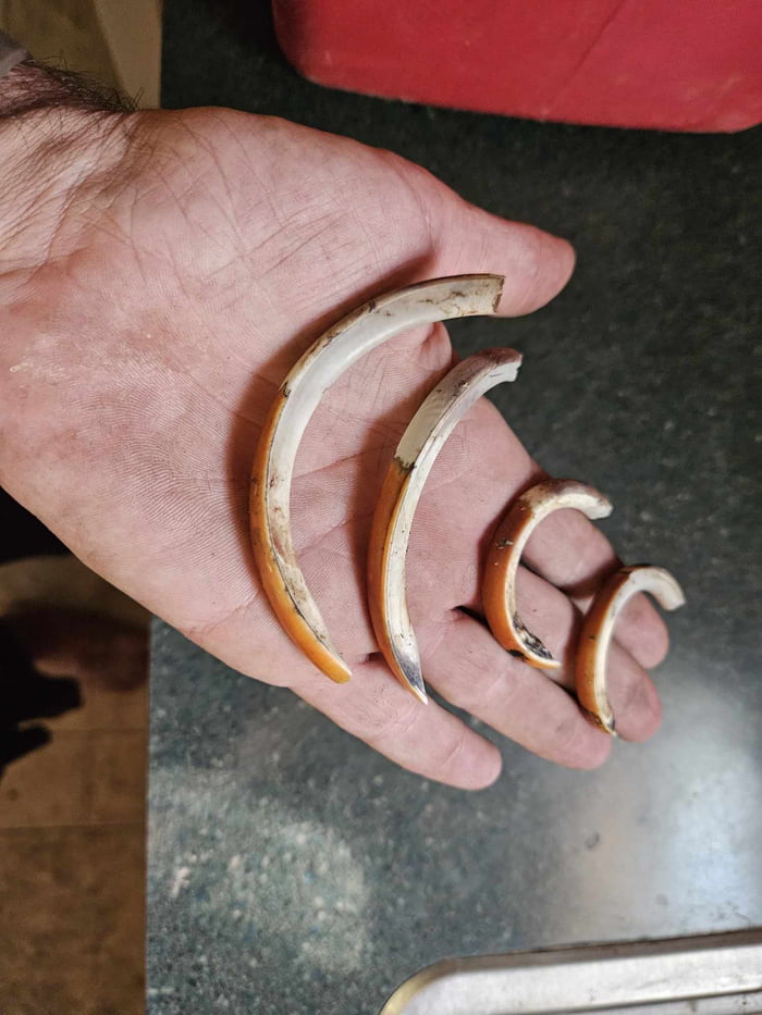 Beaver teeth. - 9GAG