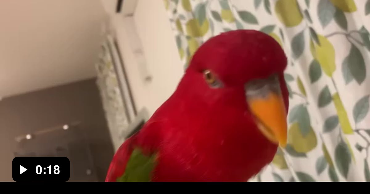 Interview with the famous Wuewuewue bird - 9GAG