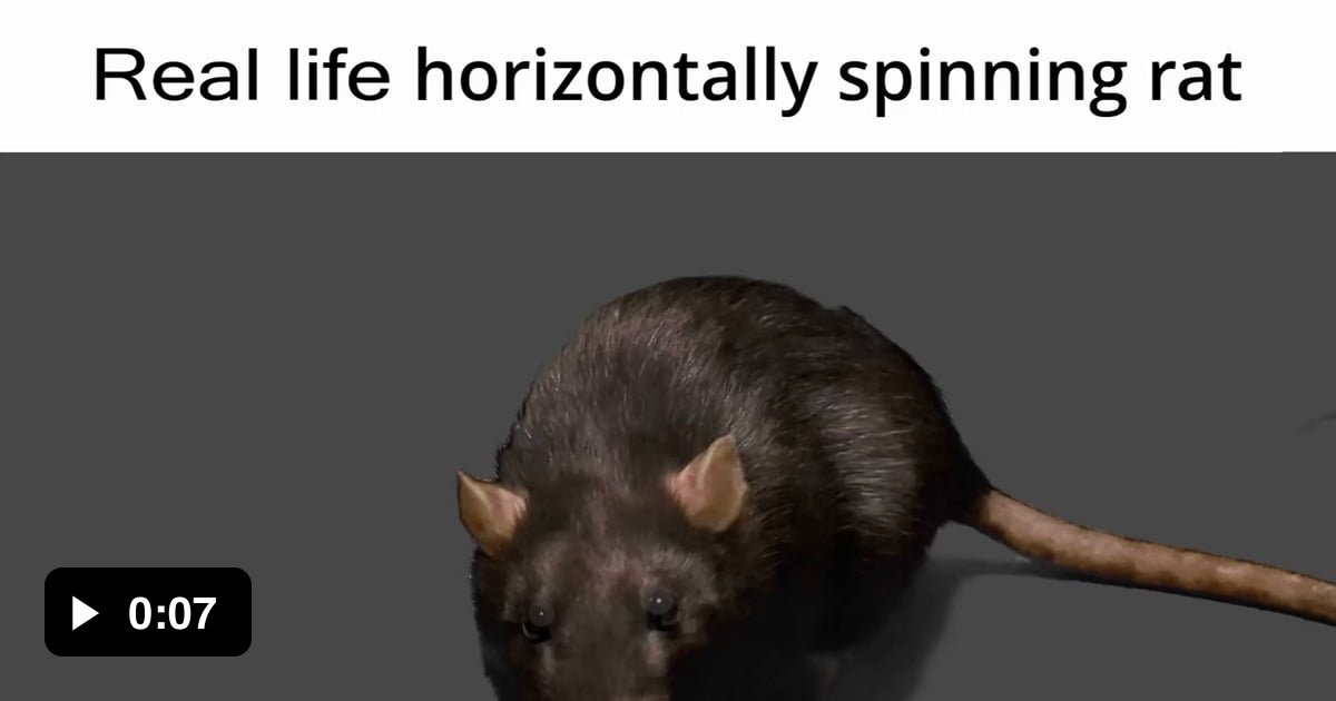 Real life horizontally spinning rat - 9GAG