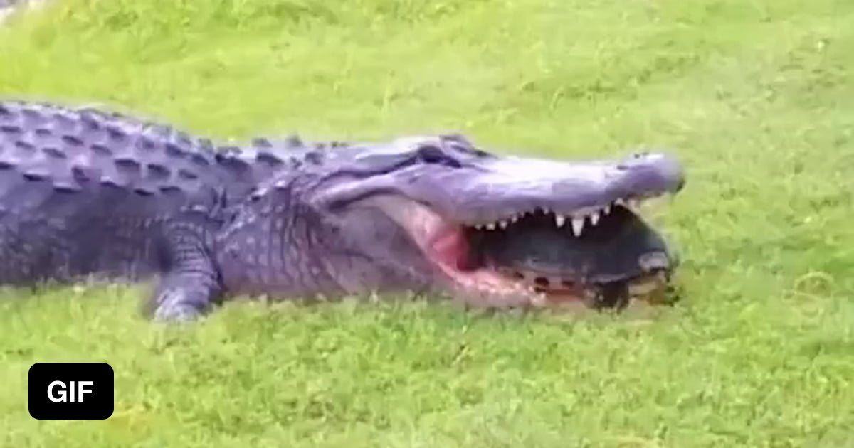 Run b*tch, ruuununn - 9GAG