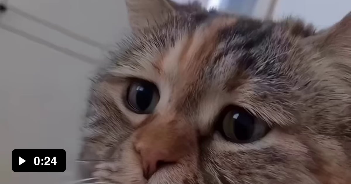 Yeah, me too, cat. Me too.... - 9GAG