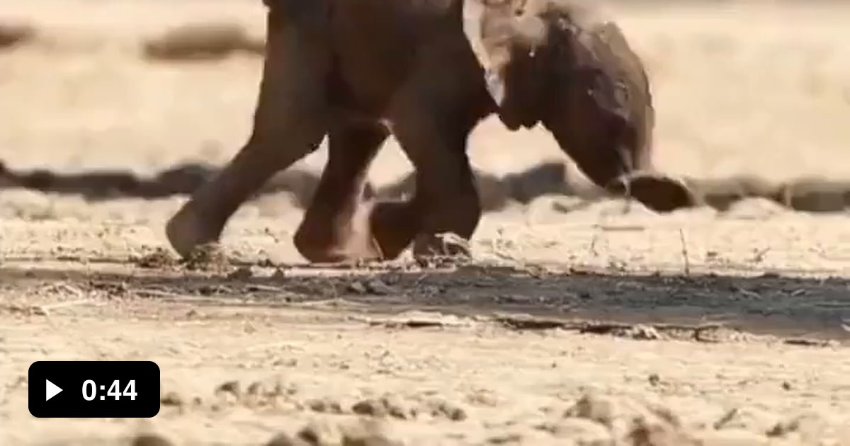 First steps of baby Elephant 🐘 - 9GAG
