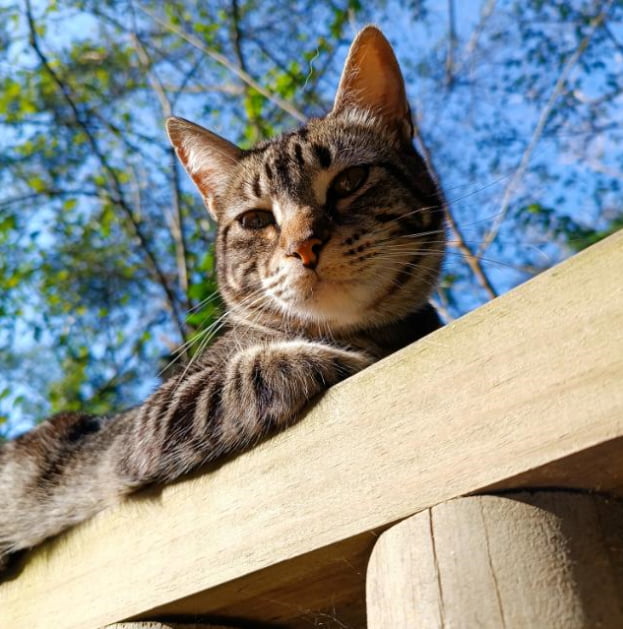 Ridiculously Photogenic Cat! kkk - 9GAG