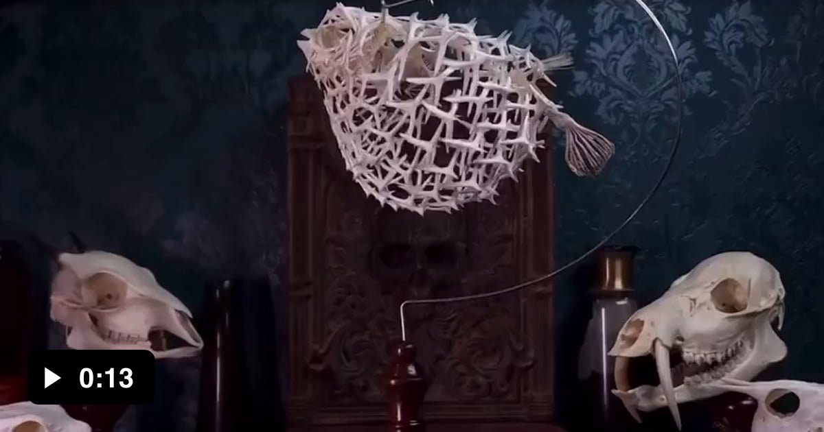 Pufferfish Skeleton - 9GAG