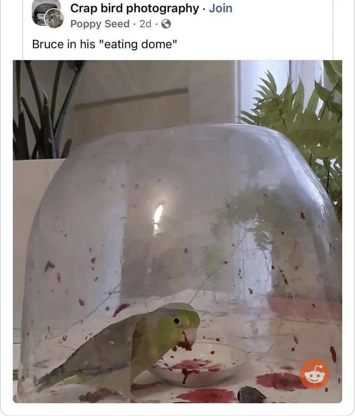 Caged winged beast. Insatiable devourer of flesh. - 9GAG