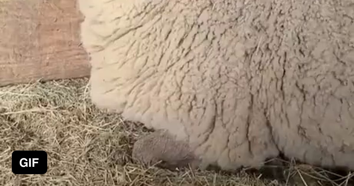 Please do not the sheep - 9GAG