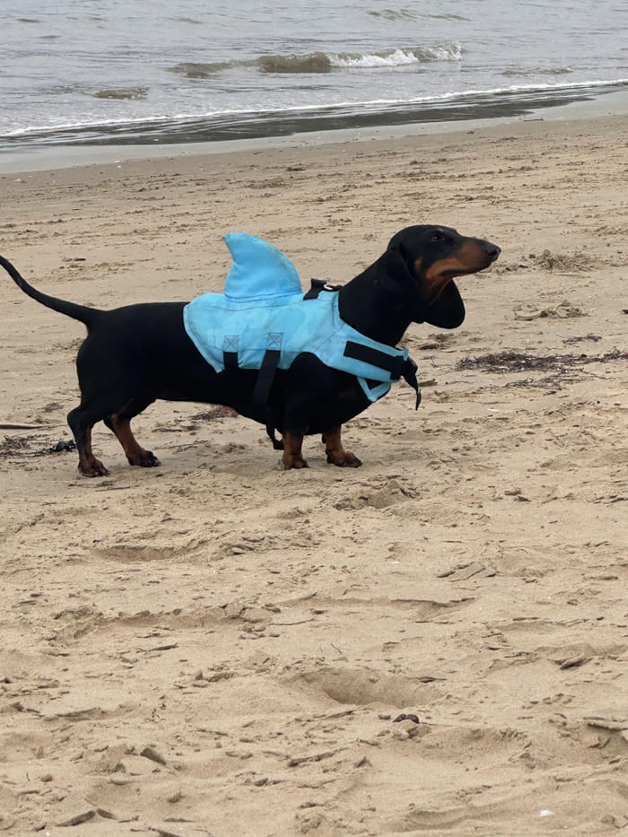 Shark dog - 9GAG
