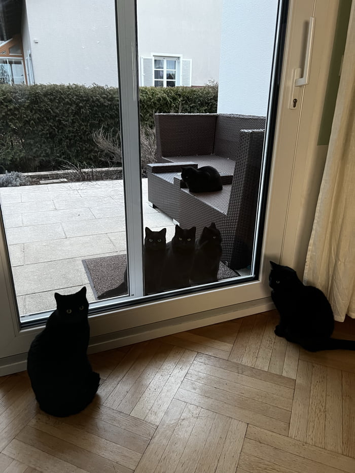 I have two black cats. Four black stray cats showed up. - 9GAG