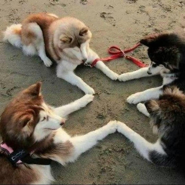 A special ritual to summon the dog devil - 9GAG