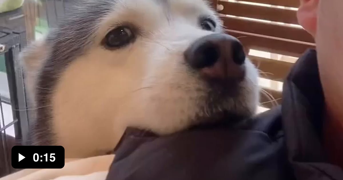 Husky love - 9GAG