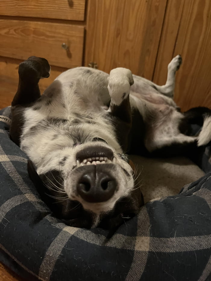 Such a special sleeper - 9GAG