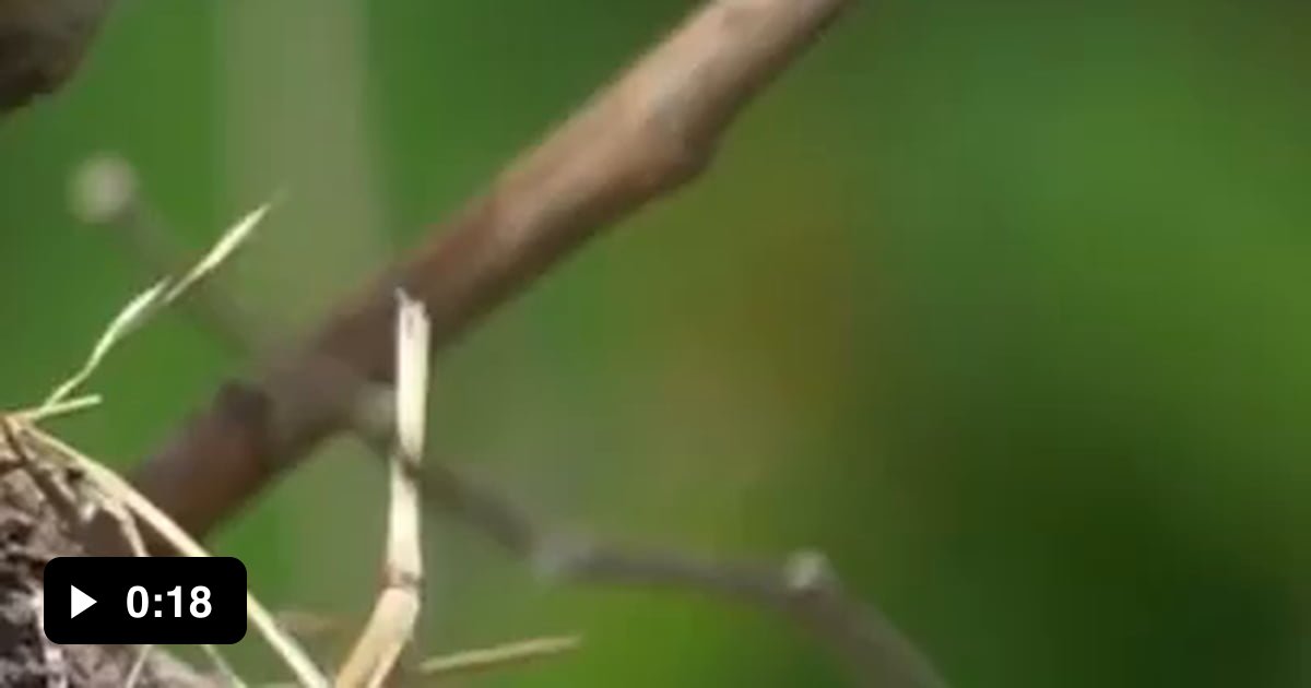Bee flew too close to the bird - 9GAG